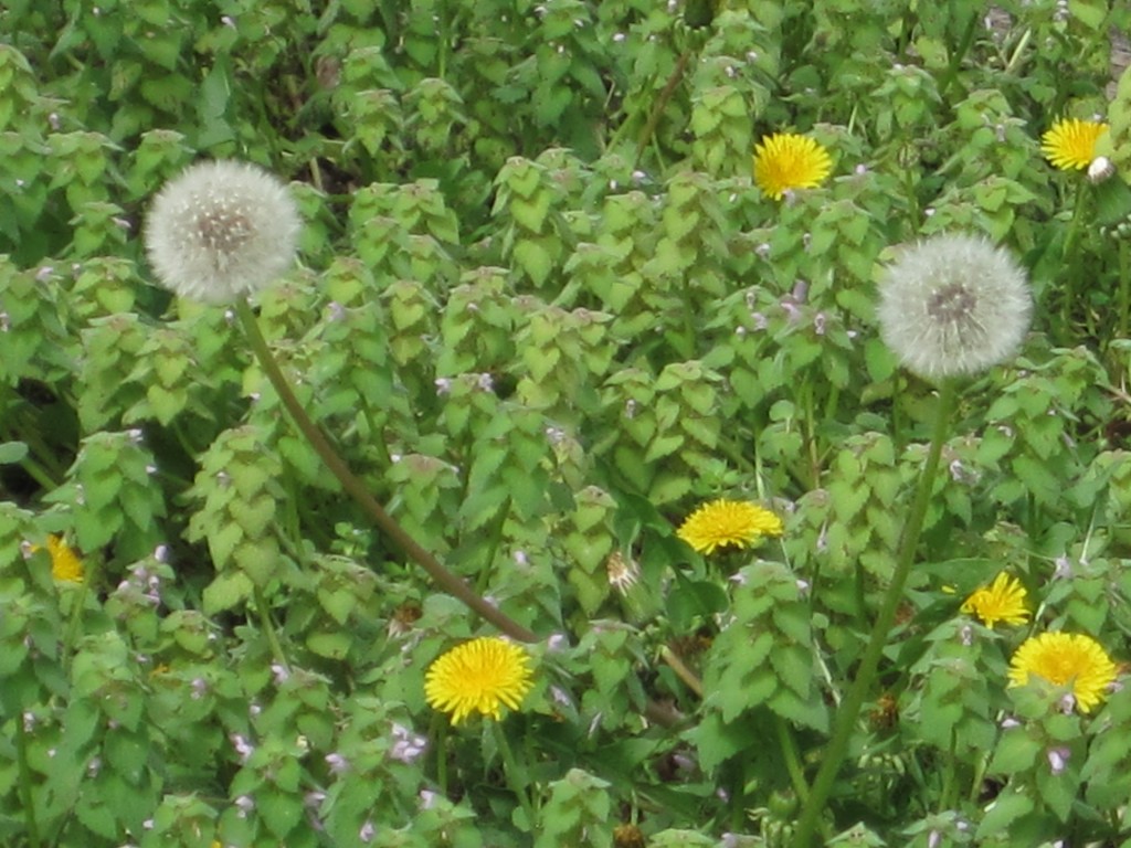 dandelion puff balls