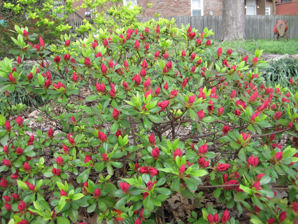 red flowering bush